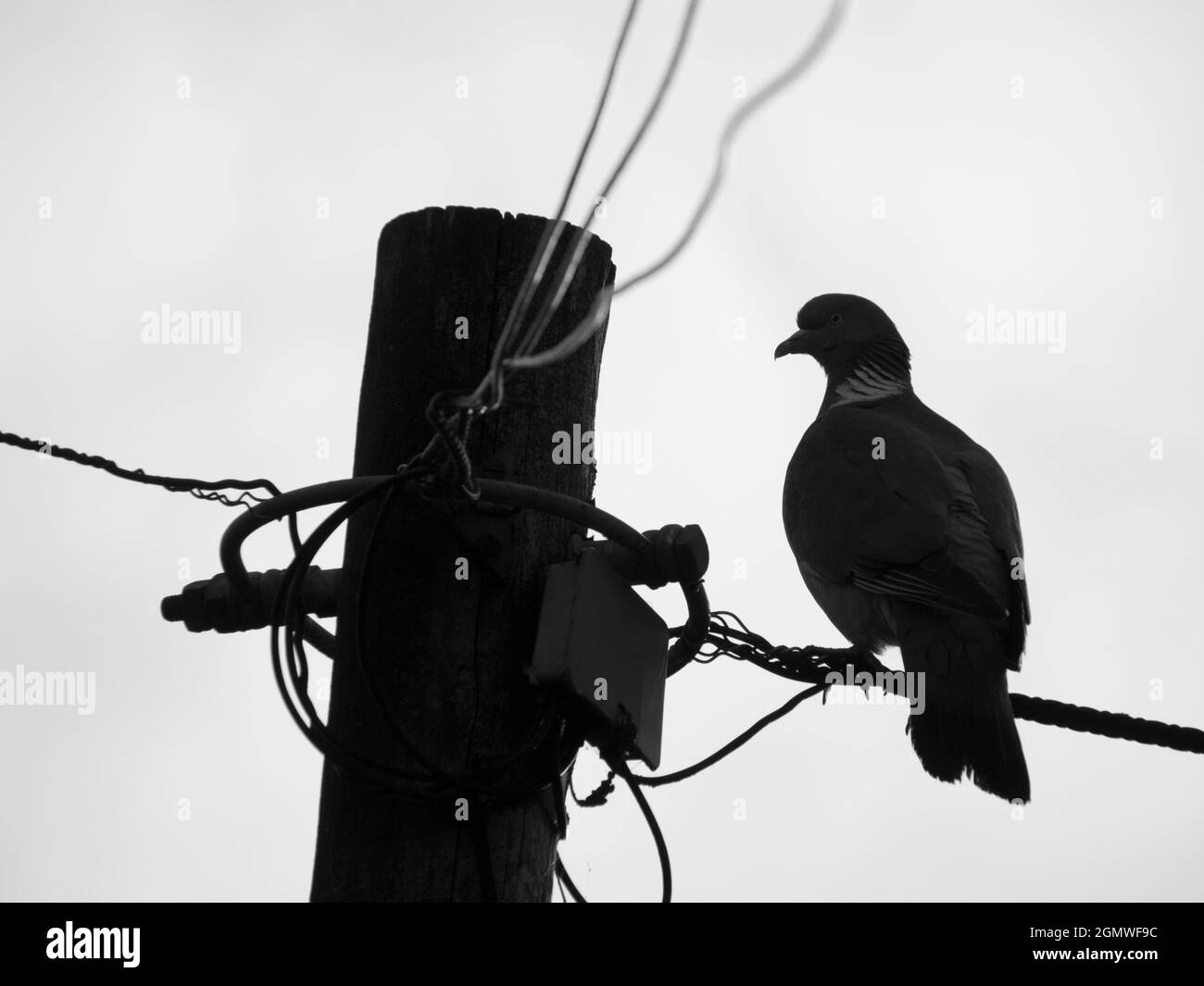 Sequence bird Black and White Stock Photos & Images - Alamy