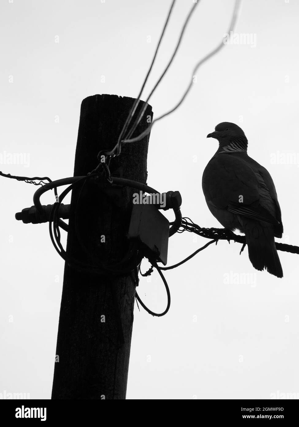 Have your say uk Black and White Stock Photos & Images - Alamy