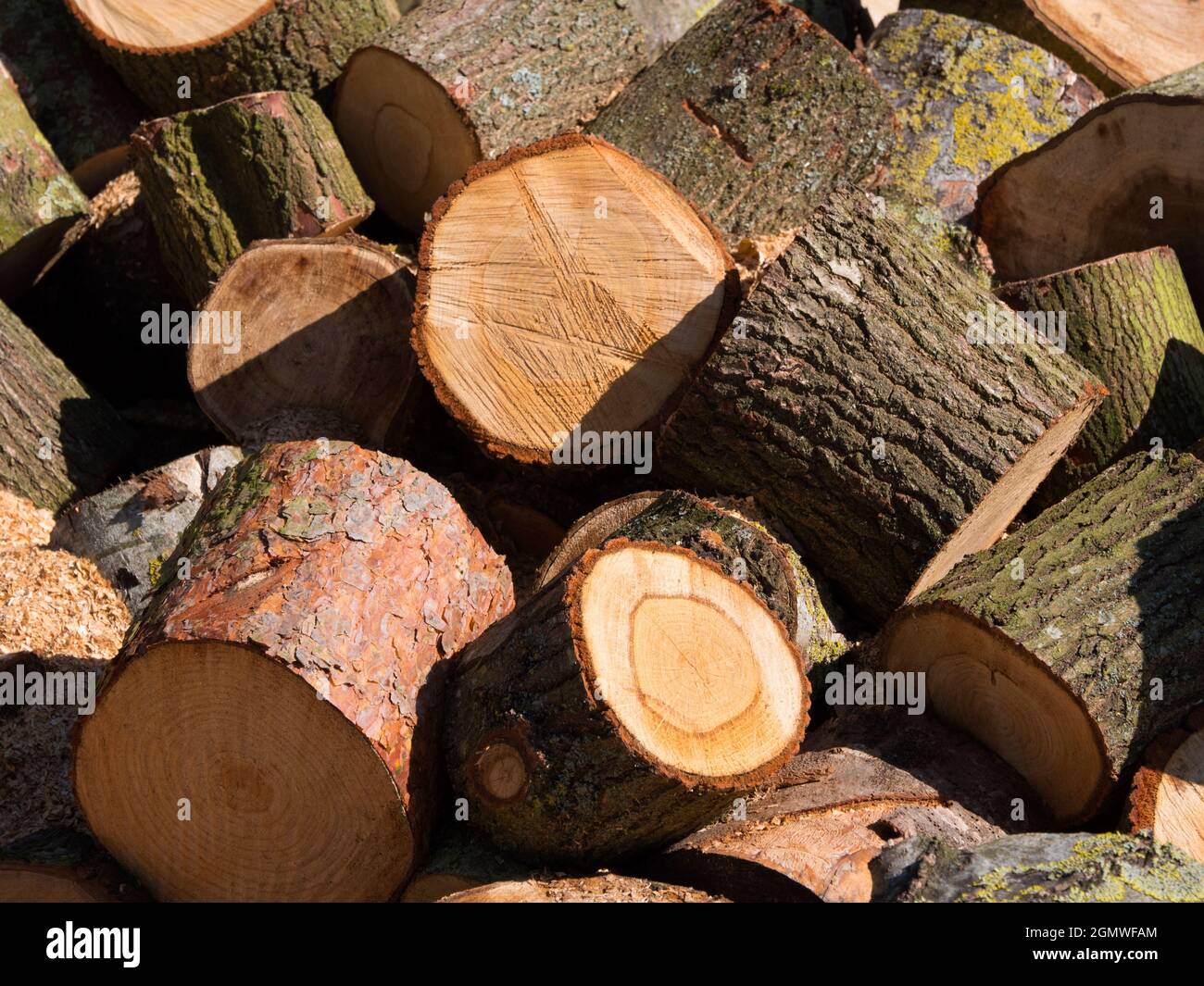 Deforestation england hi-res stock photography and images - Alamy