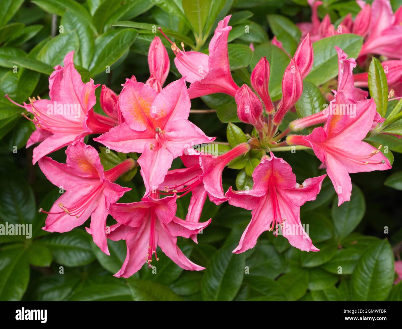 Radley Village, Oxfordshire, England - 1 May 2020; no people in view ...