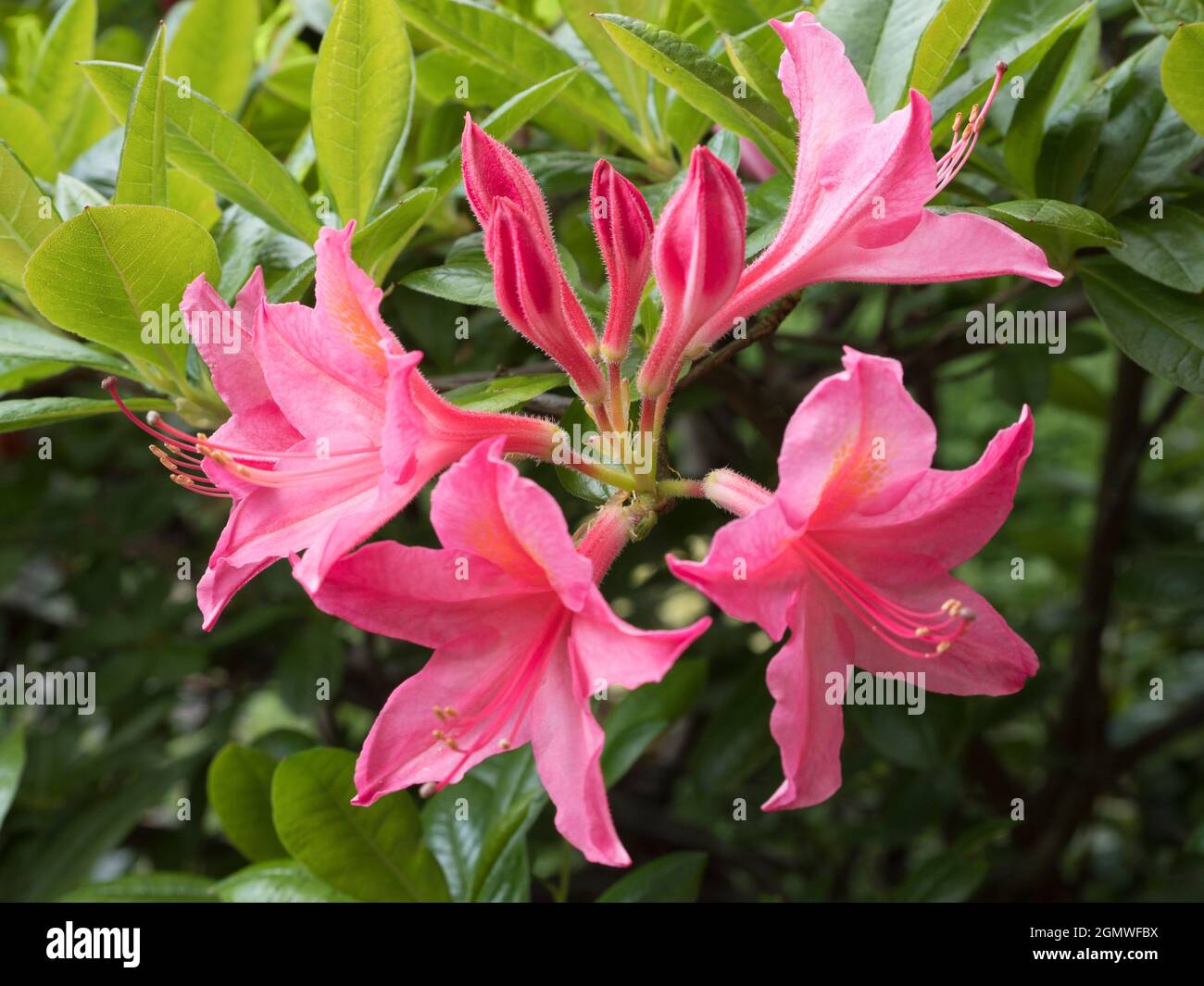 Radley Village, Oxfordshire, England - 1 May 2020; no people in view ...