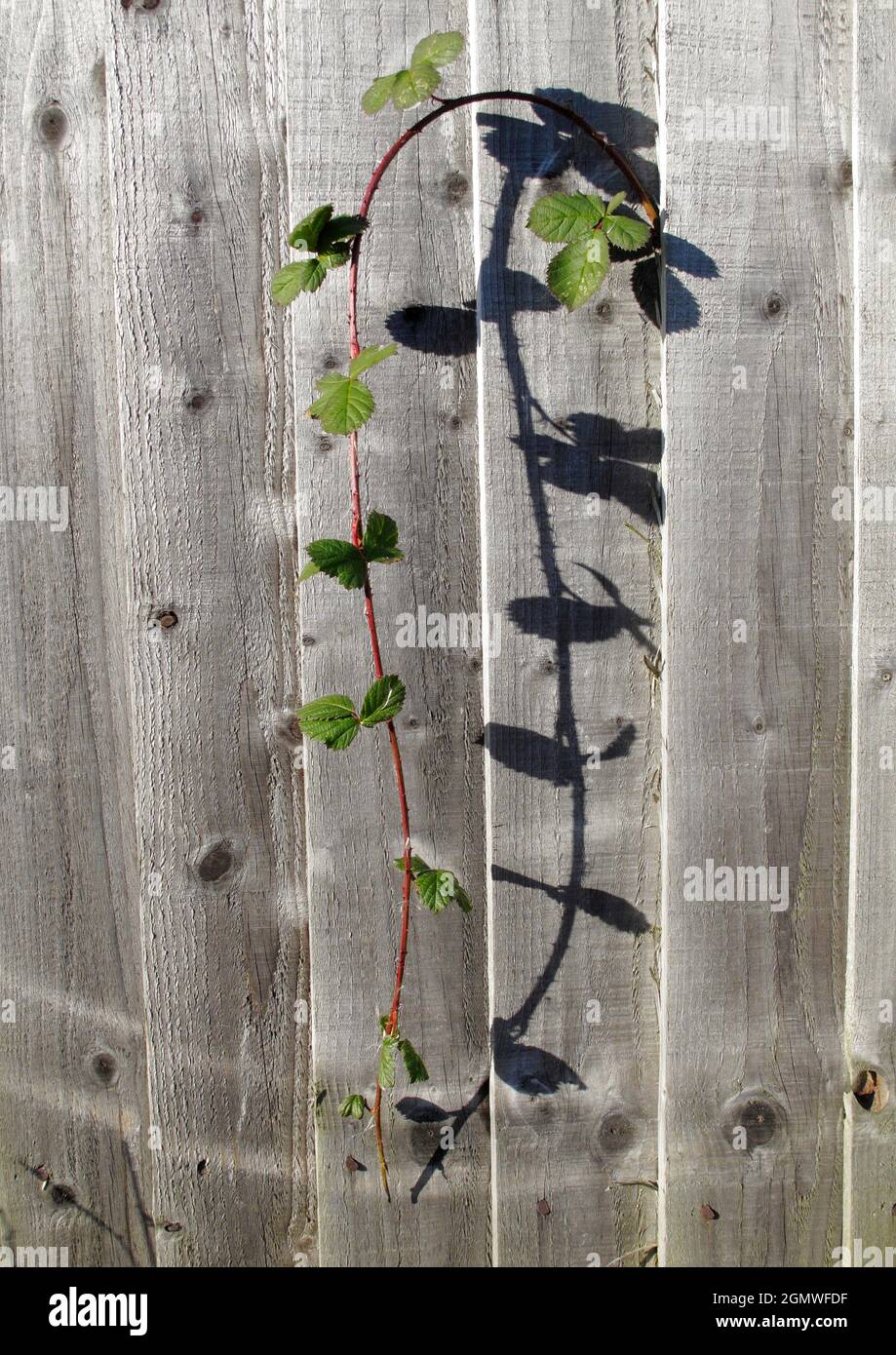 Plant power. Plants can be both relentless and patient in seeking light ...