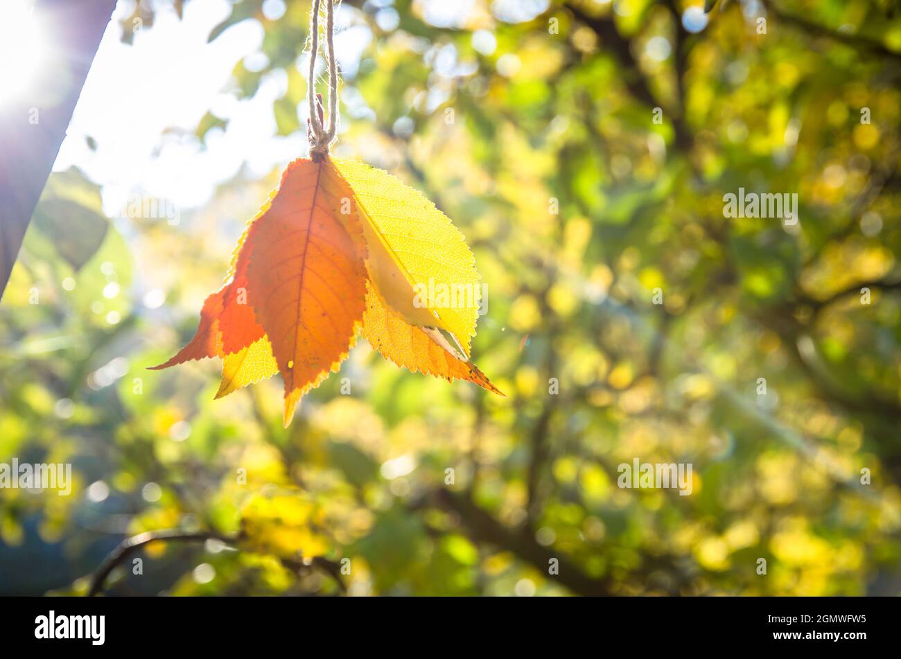 orange yellow autumn leaves in string Stock Photo - Alamy