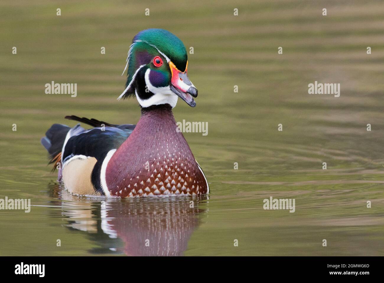 Wood Duck Drake Stock Photo - Alamy