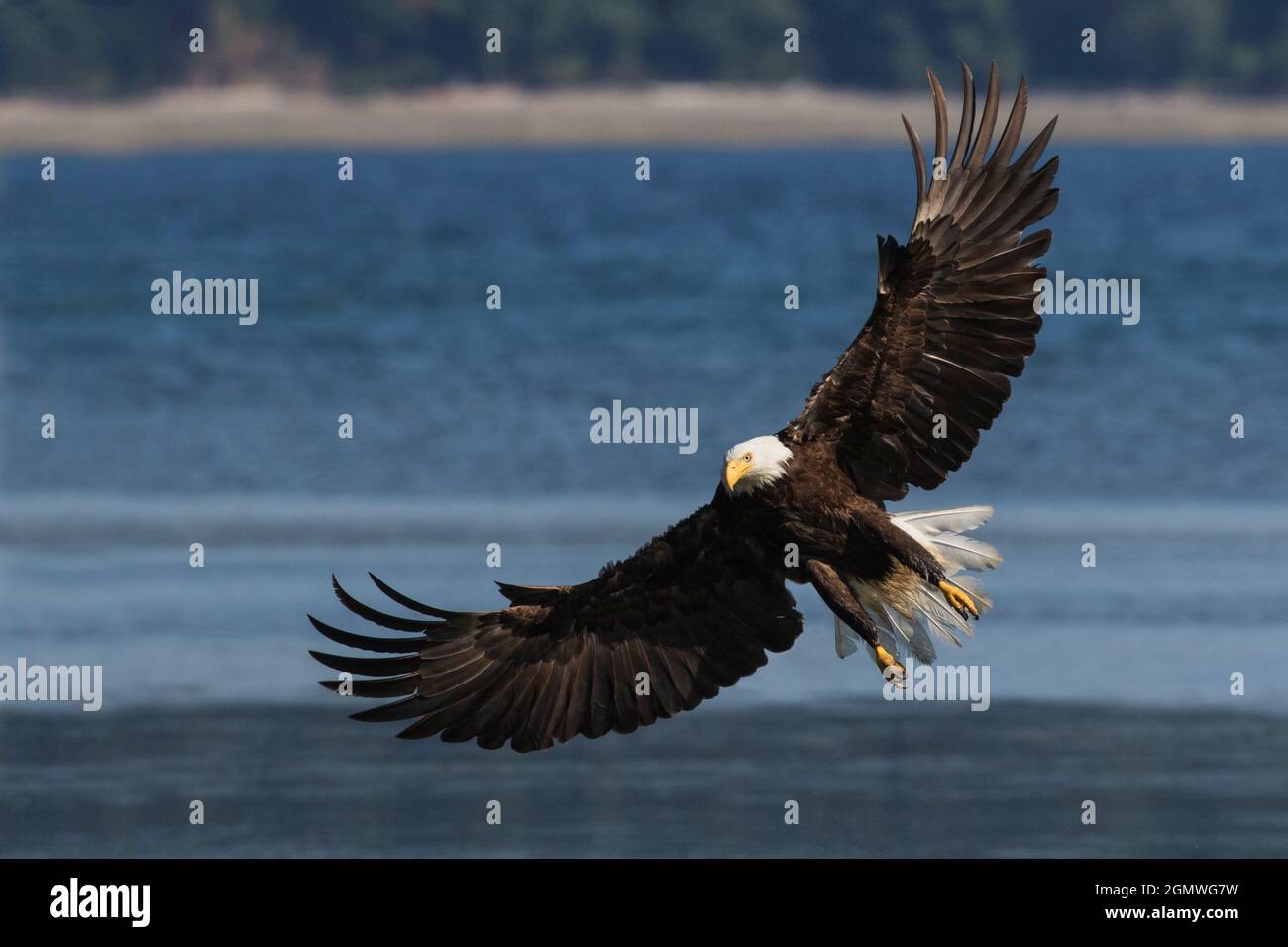 Bald Eagle, Preparing to strike Stock Photo - Alamy