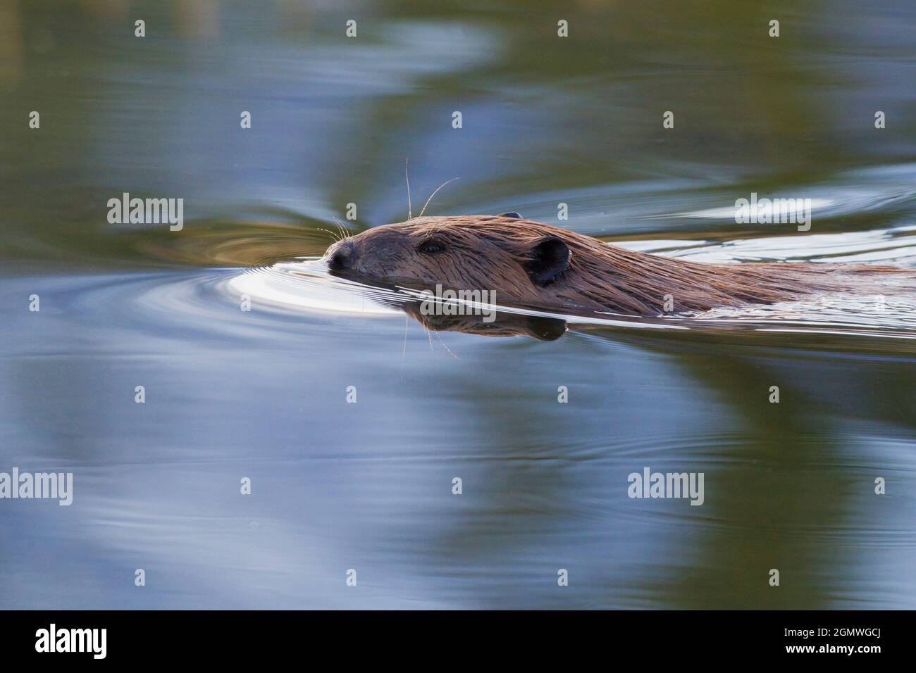 American Beaver Swimming in Pond Stock Photo - Alamy