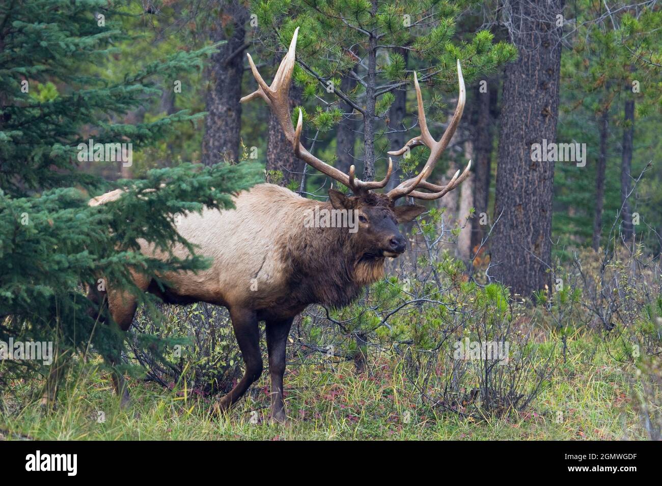 Rocky Mountain Bull Elk Stock Photo - Alamy