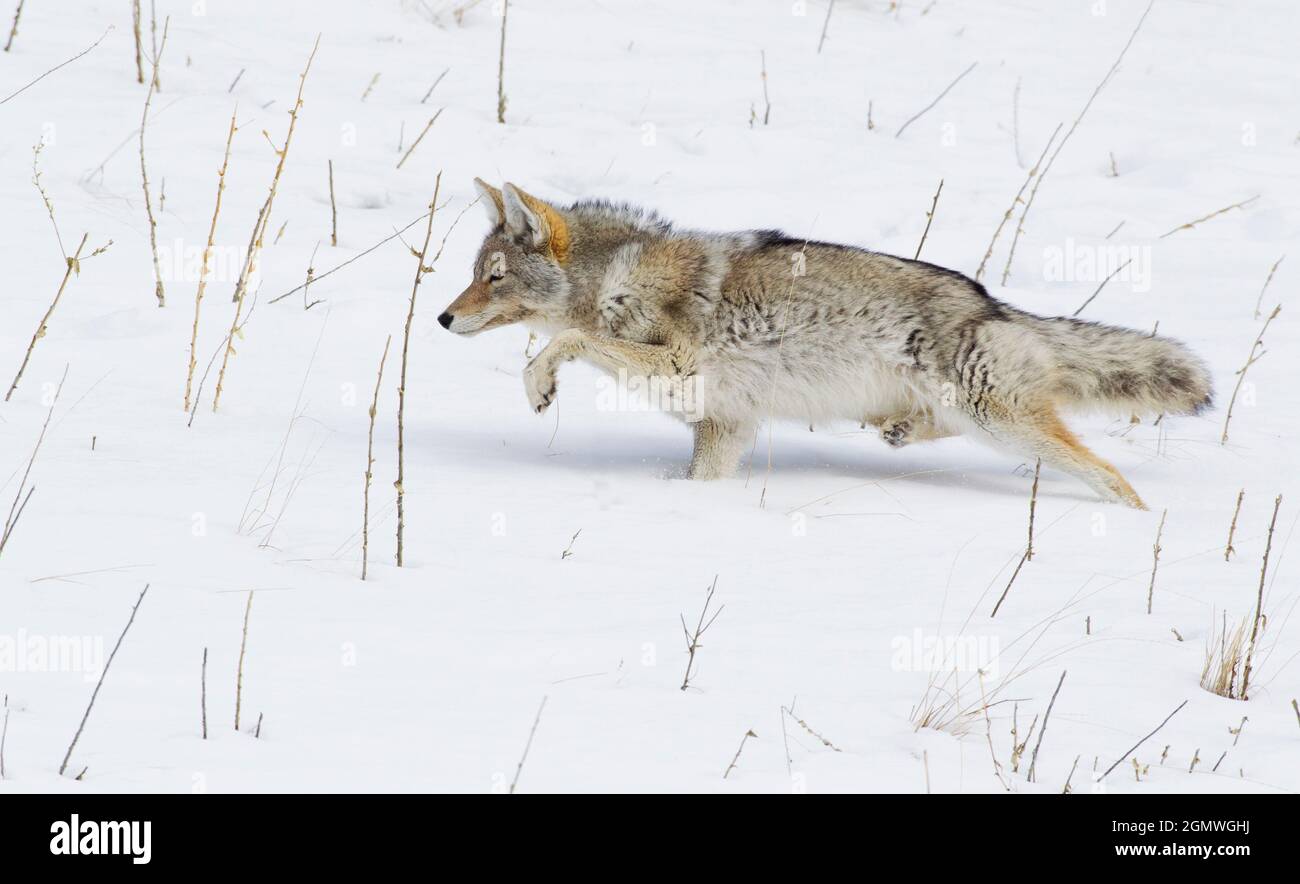 Coyote; Winter Stalking Stock Photo - Alamy