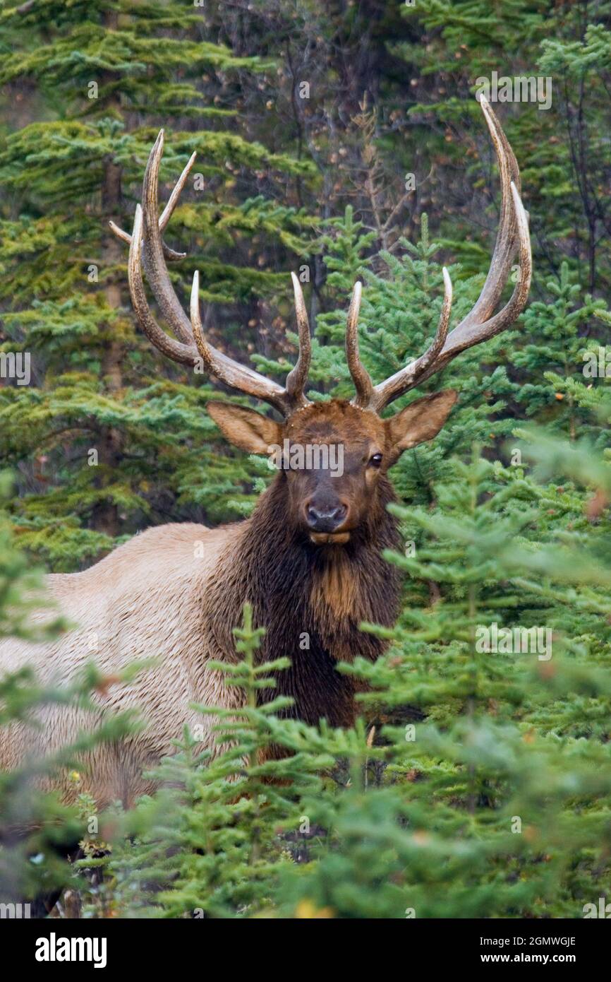 Rocky Mountain Bull Elk Stock Photo - Alamy
