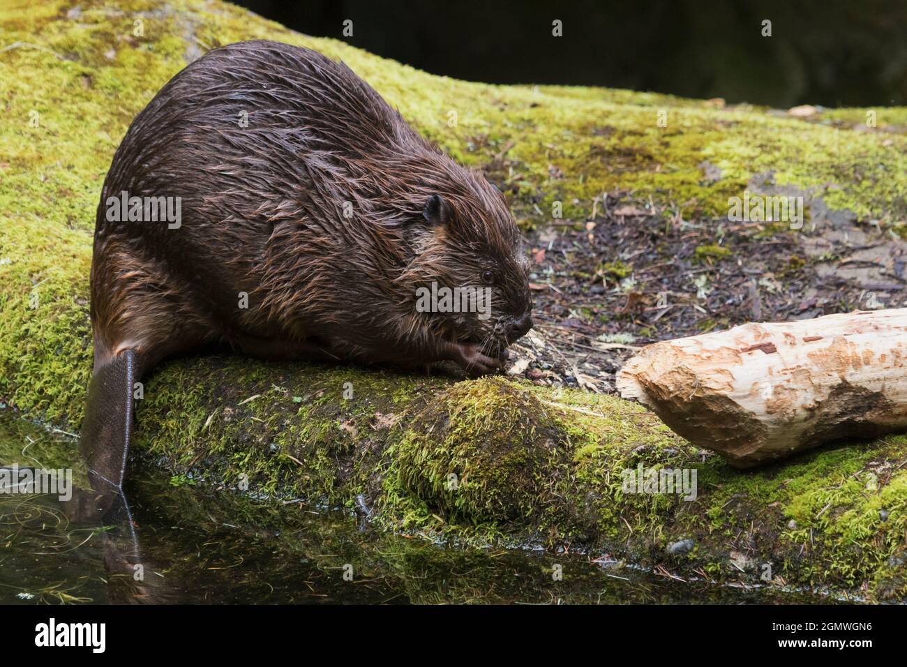 Beaver with cut log Stock Photo - Alamy