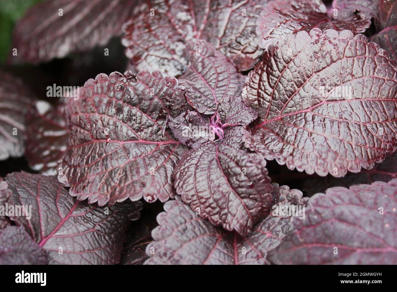 Bright purple coleus plant growing in the sunny summer garden Stock ...