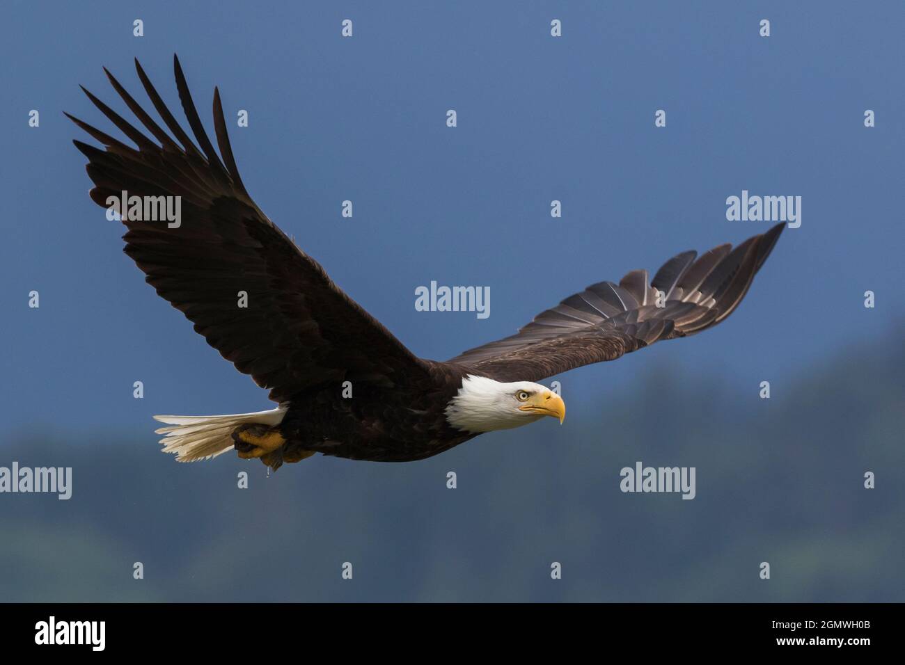 Bald eagle flying Stock Photo - Alamy