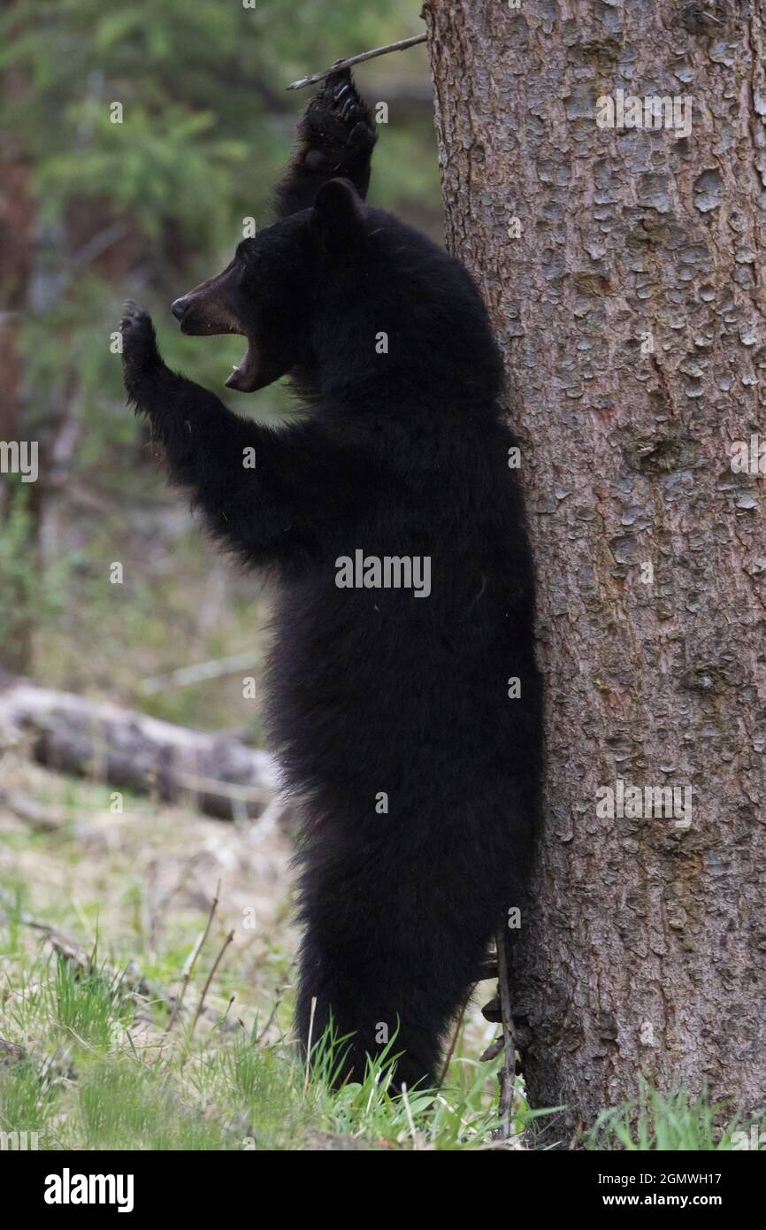 Black bear scratching hi-res stock photography and images - Alamy
