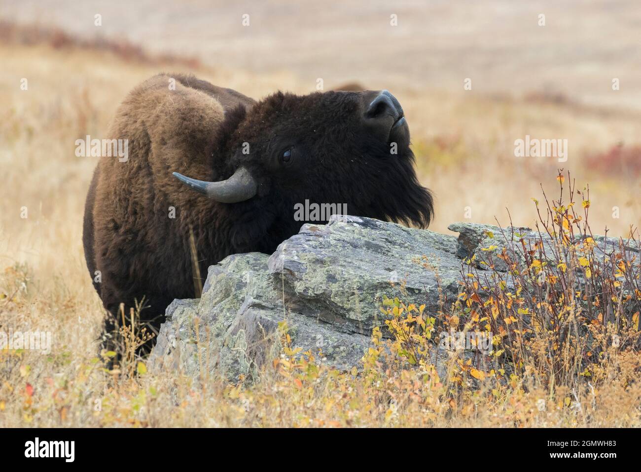 Bison bull scratching chin Stock Photo - Alamy