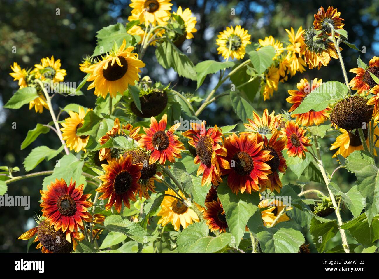 A variety of colourful yellow and red Sunflowers growing in a garden ...