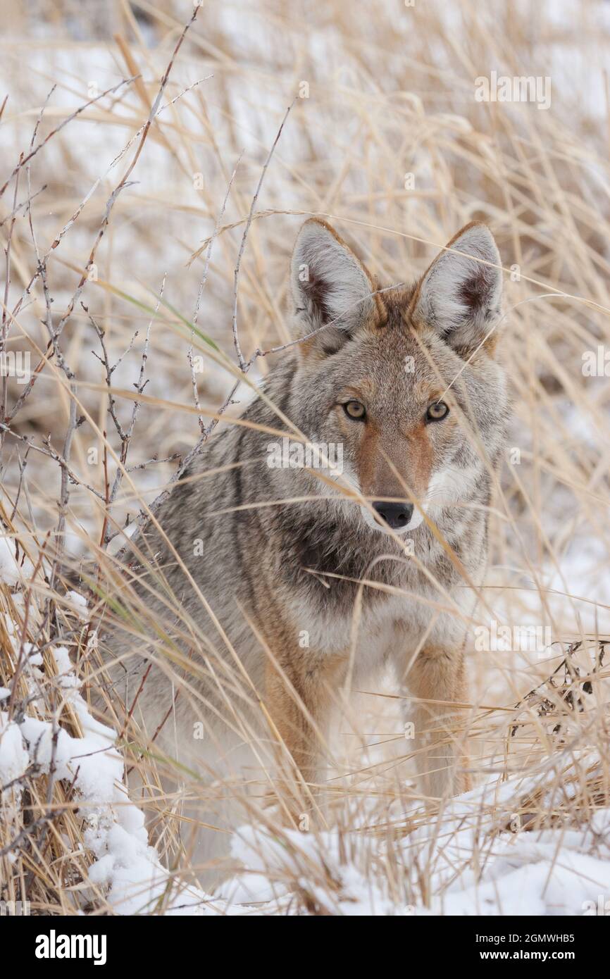 Coyote, winter predator Stock Photo - Alamy