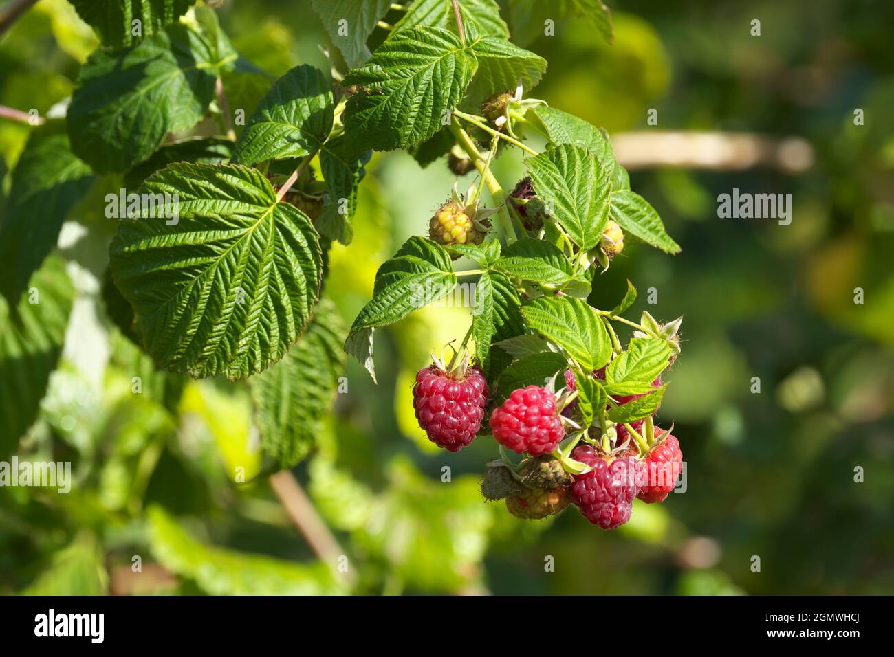 Raspberries ripe and ready for picking on a garden allotment in ...