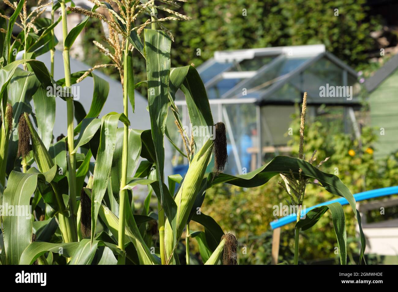 Sweet Corn ready and ripe on a garden allotment in September 2021 ...