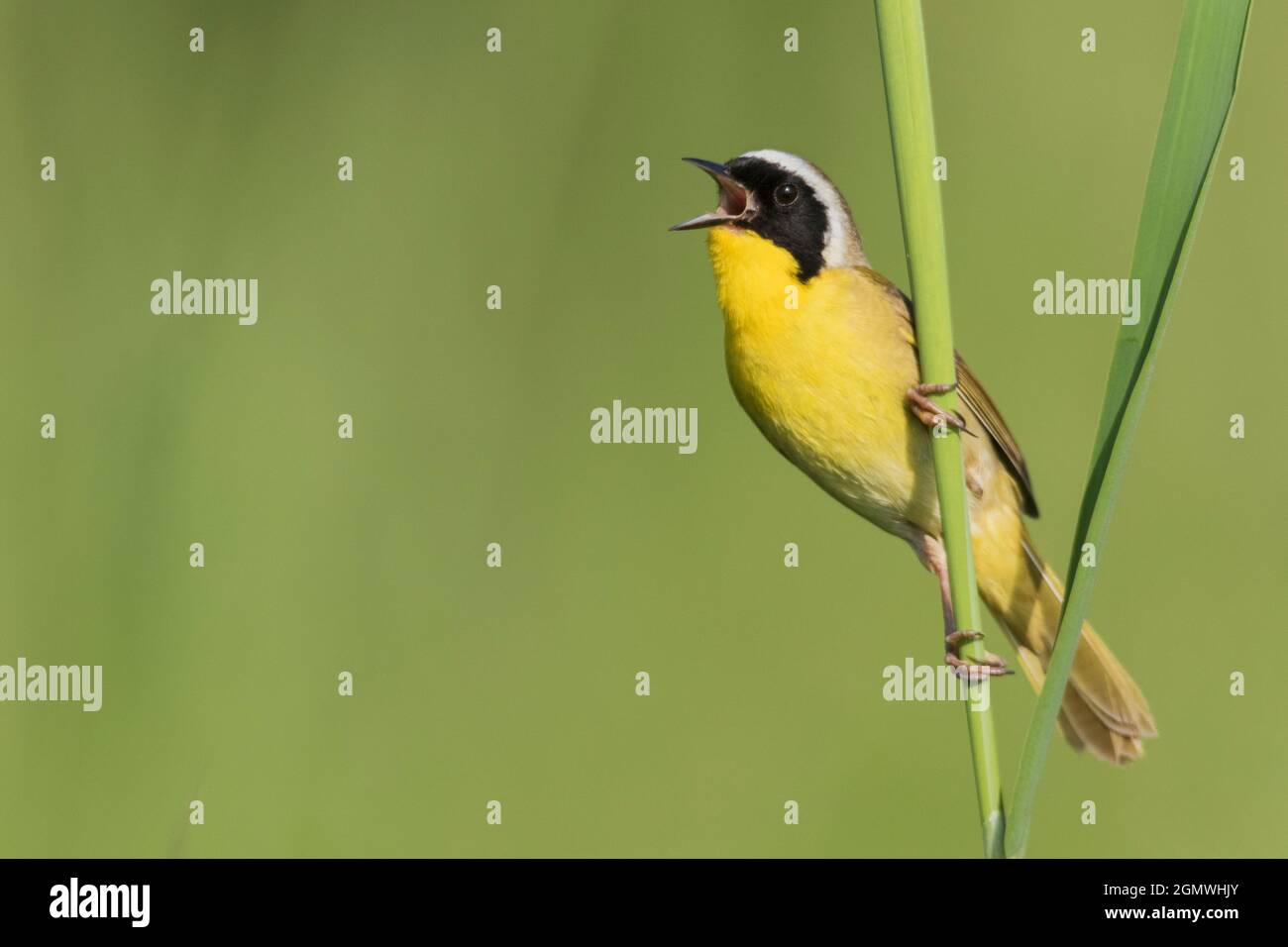 Common yellowthroat singing Stock Photo - Alamy