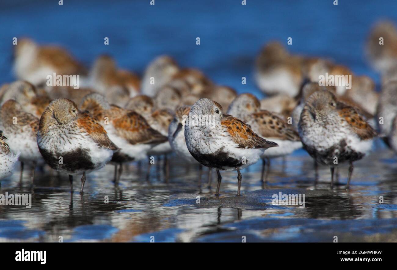 Dunlins and western sandpipers resting during migration stop Stock ...