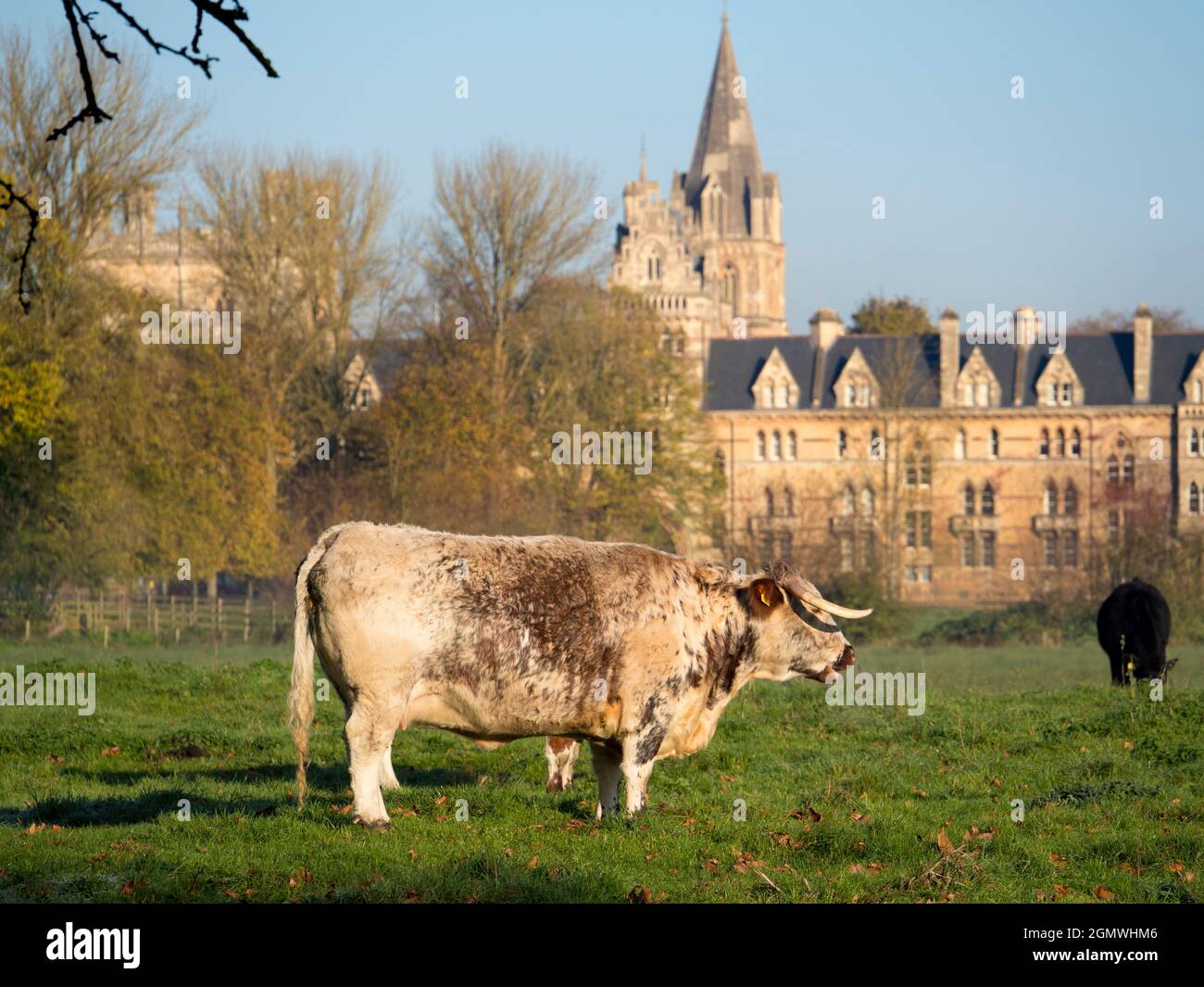 Oxford, England - 6 November 2017 English Longhorn cows grazing on ...