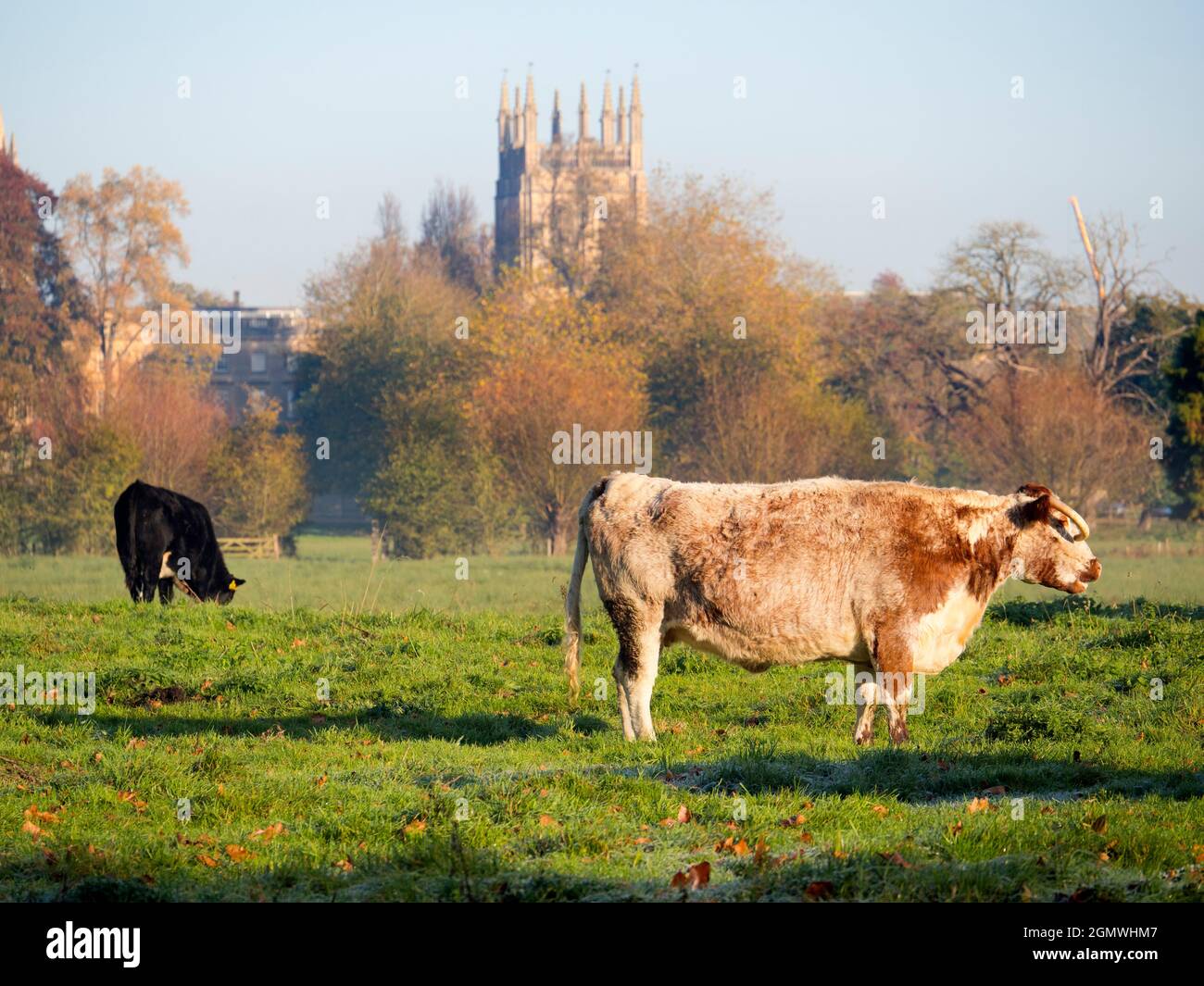 English longhorn cows hi-res stock photography and images - Alamy