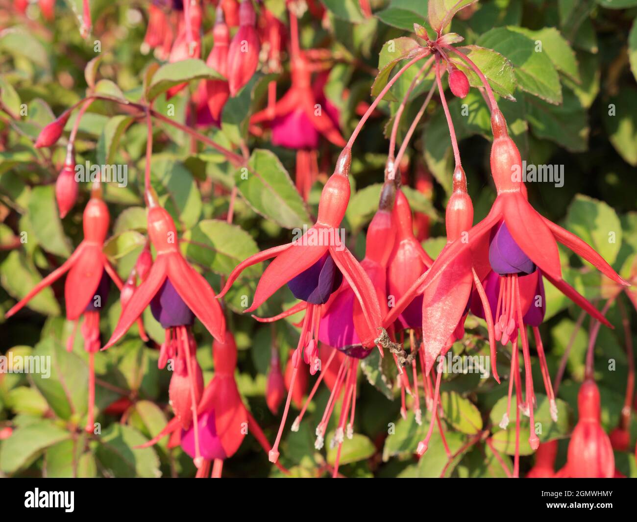 Radley Village, Oxfordshire, England - 24 June 2020; no people in view ...
