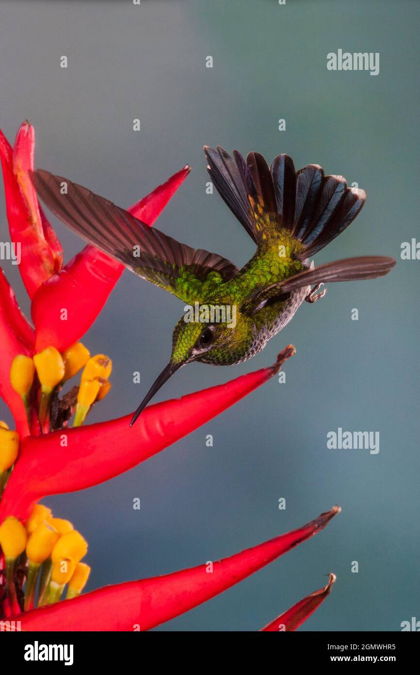 Green-crowned brilliant hummingbird Stock Photo - Alamy