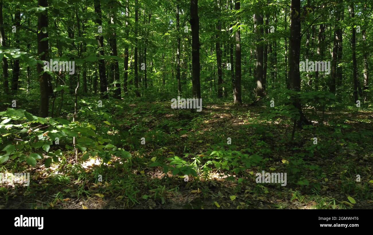 Jack Russell Terrier in the woods on a walk. The hunting dog walks ...