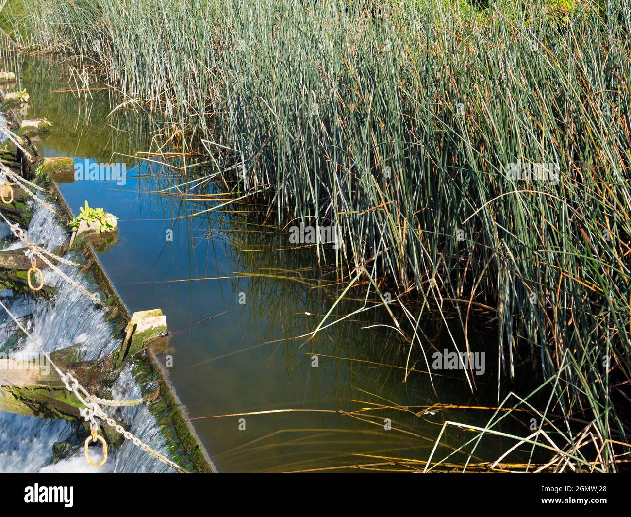 Abingdon, England - 9 September 2019 A simple image of water reeds on ...