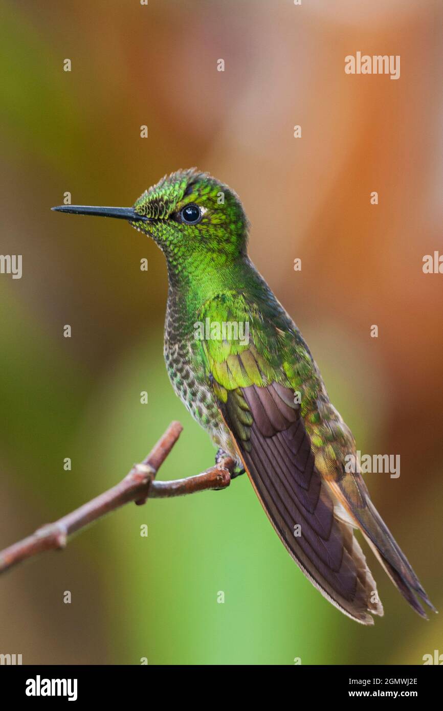 Buff-tailed coronet hummingbird Stock Photo - Alamy