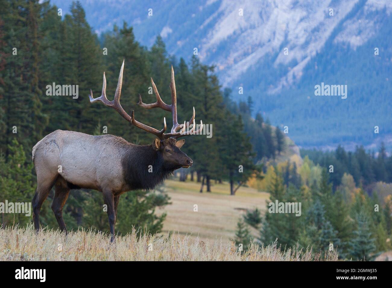 Rocky Mountain bull elk Stock Photo - Alamy