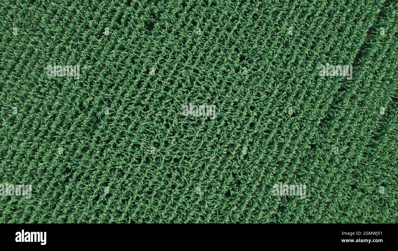 Corn field flight over cream hi-res stock photography and images - Alamy