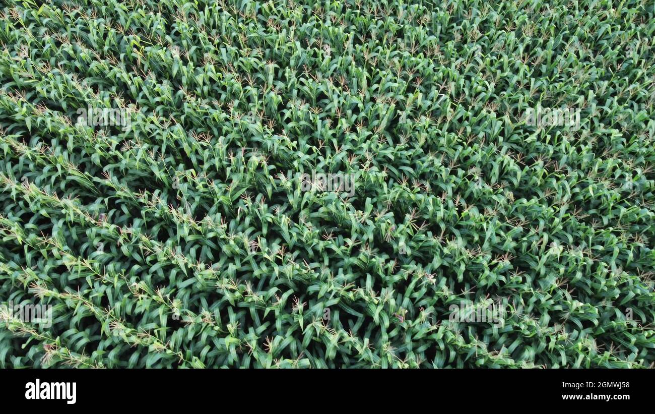 Rows of corn crops, excellent growth, top view of green stalks of ...