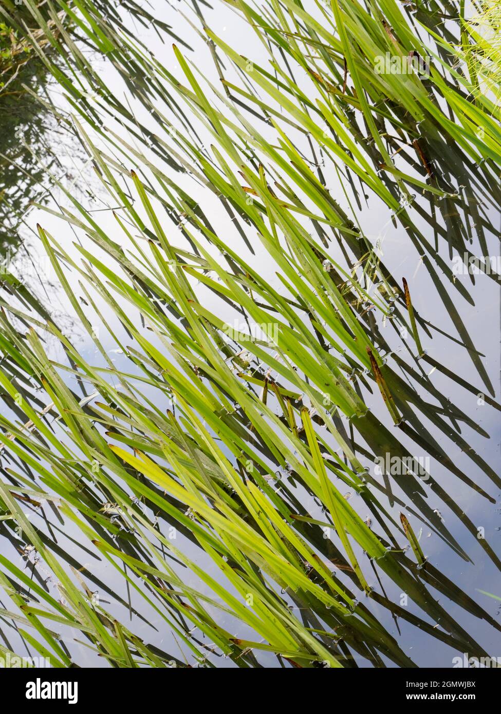 Village stream england hi-res stock photography and images - Alamy
