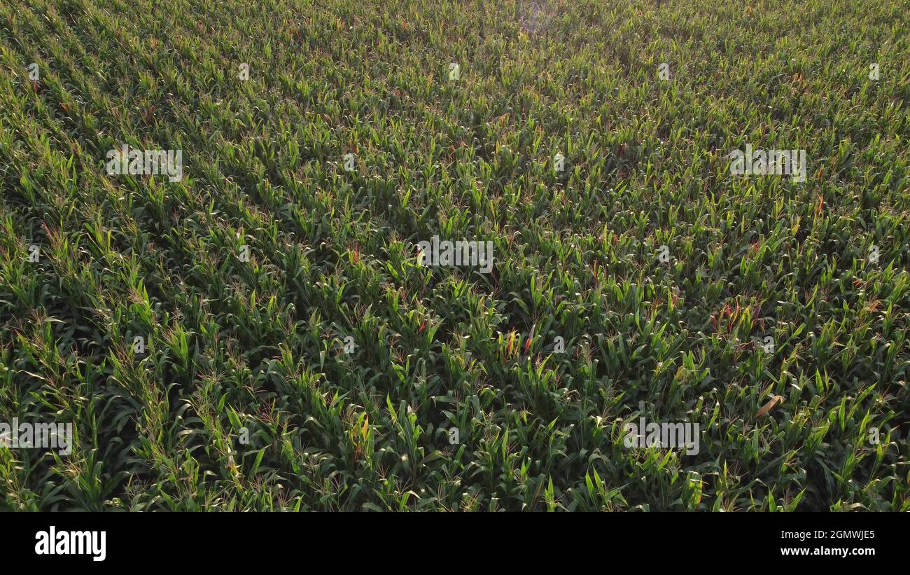 Field of green corn, aerial view of a ripening corn plantation Stock ...