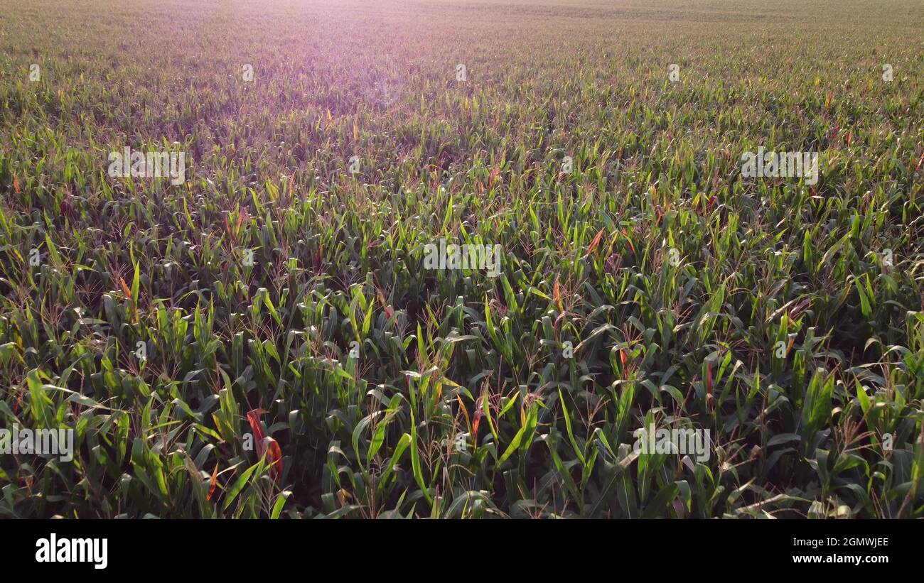 Corn field, flight over the tips of corn stalks, excellent growth, good ...