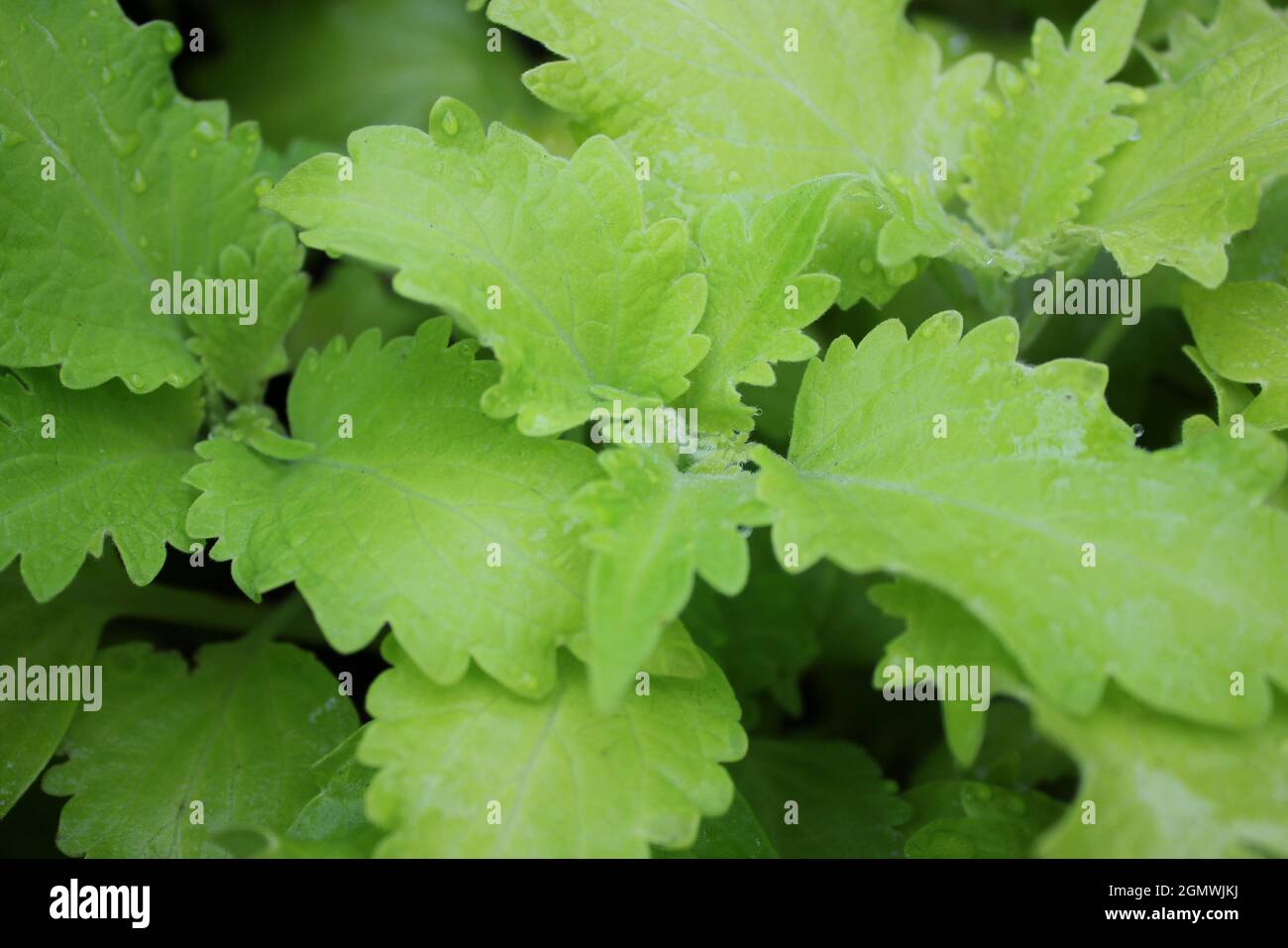 Bright green coleus plant growing in the sunny summer garden Stock ...