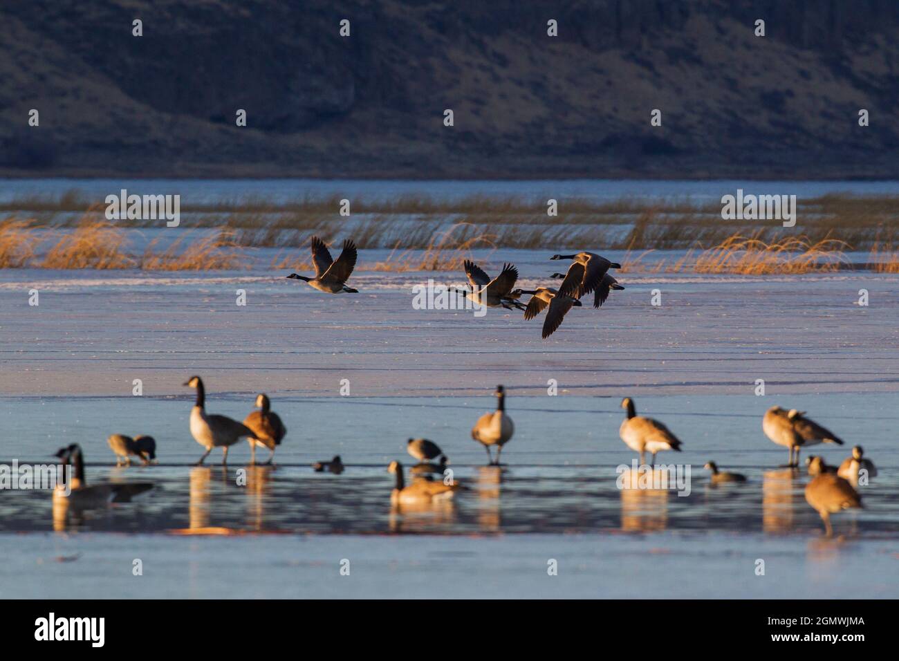 Greater Canada geese Stock Photo - Alamy