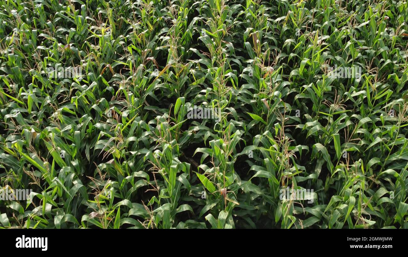 Green corn in the field, ripening crops, sunny morning over the cream ...