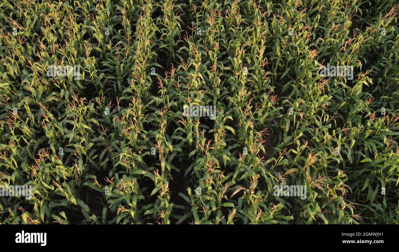 Flight over green corn fields, high yield of farm crops Stock Photo - Alamy