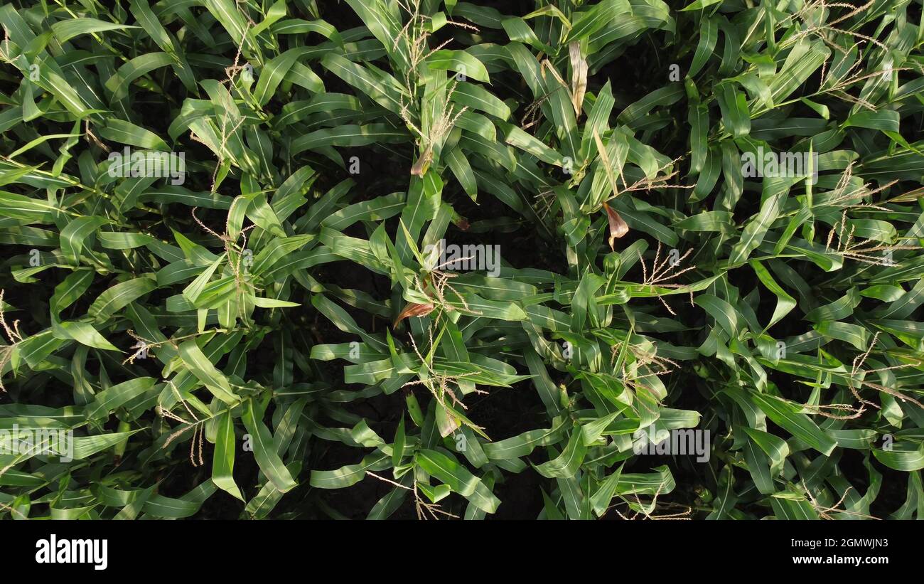 Corn field, flight over the cream of corn stalks, excellent growth ...