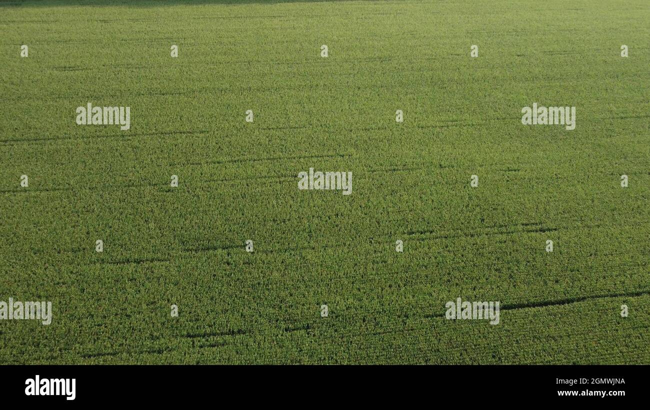 Fall over green field with corn crops Stock Photo - Alamy