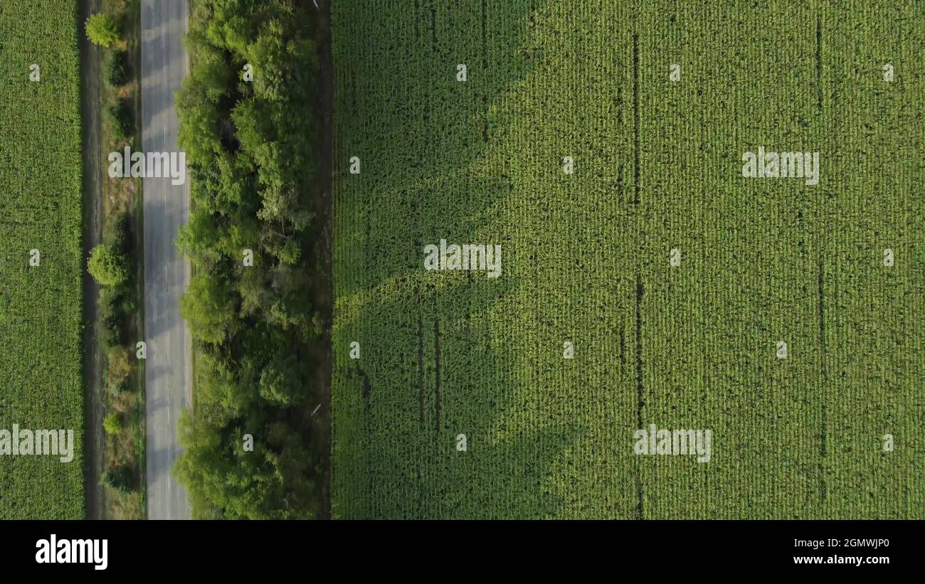 It flies over the road and the corn field which are separated by a ...