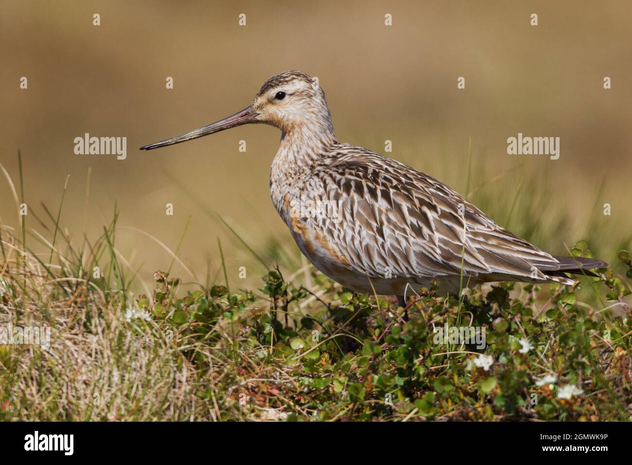Bar tailed godwit alaska hi-res stock photography and images - Alamy