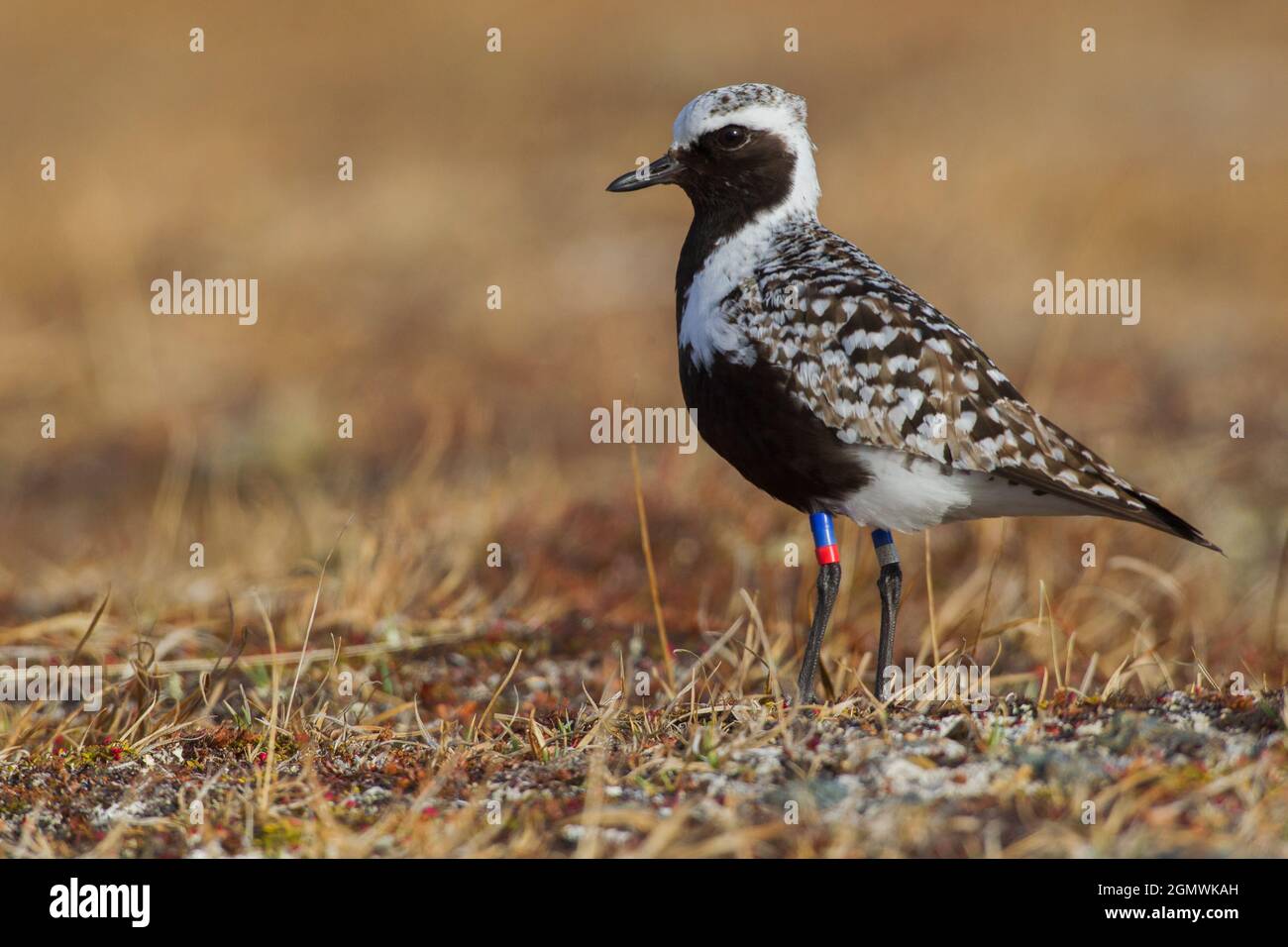 Black-bellied plover with leg bands Stock Photo - Alamy