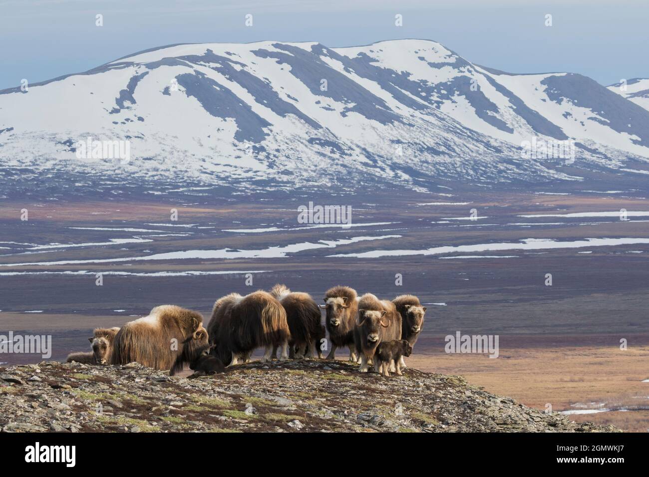 Musk ox herd in Arctic environment Stock Photo - Alamy