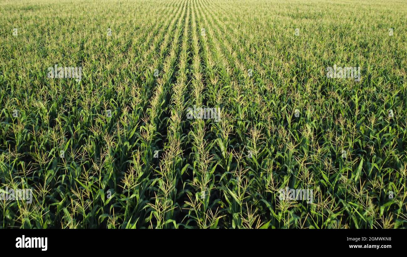 Corn field, flight over the tips of corn stalks, excellent growth, good ...