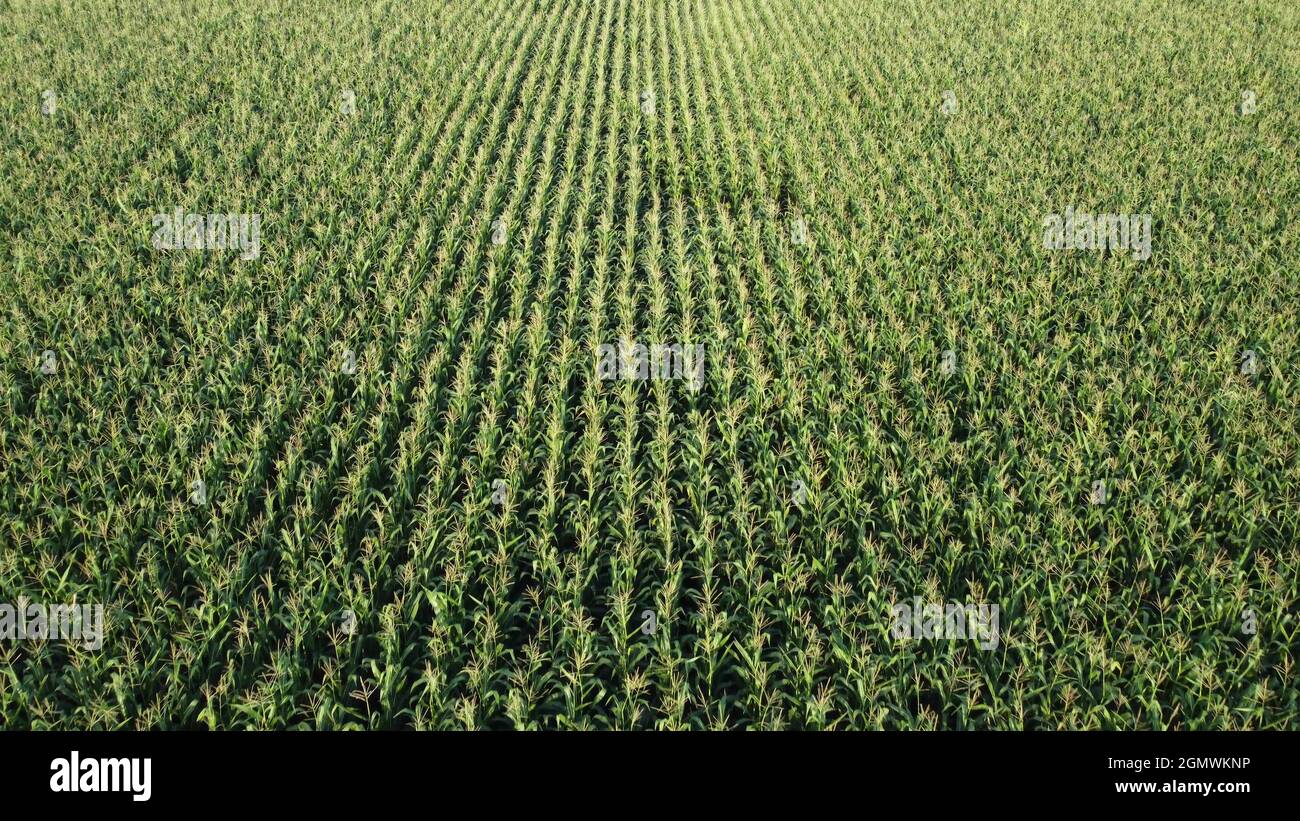 Aerial perspective of a field of corn hi-res stock photography and ...