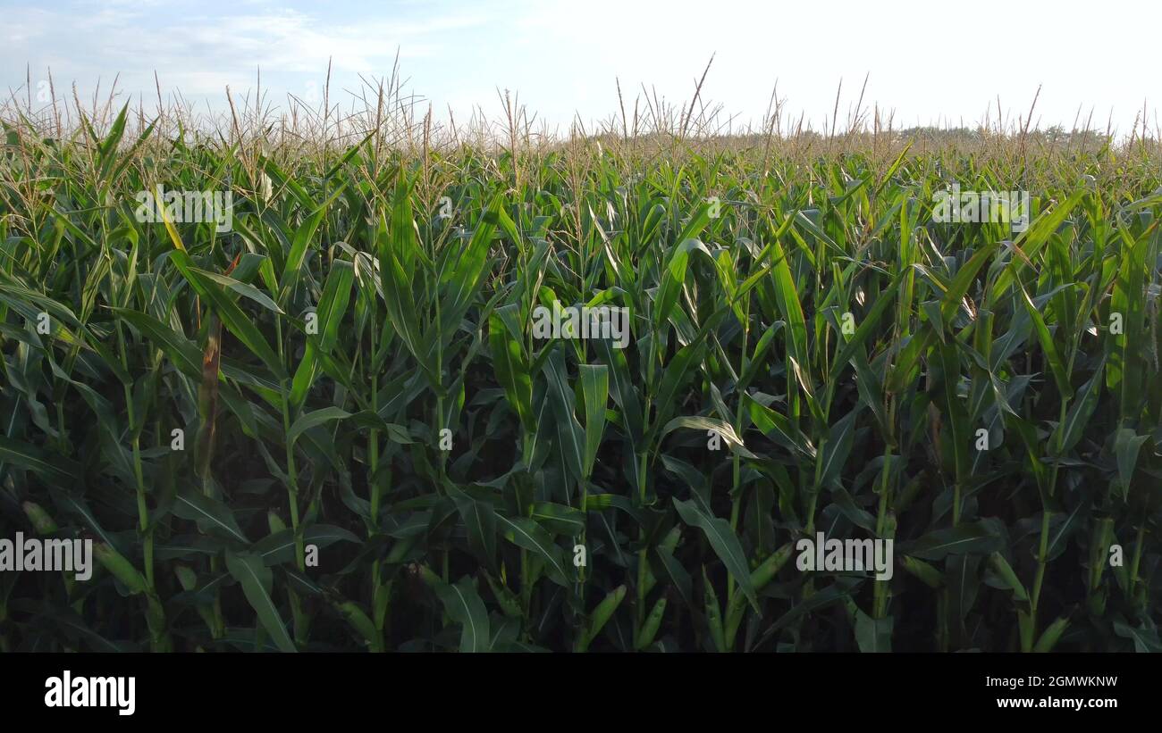 Tall green corn ripens in the field of agriculture Stock Photo - Alamy